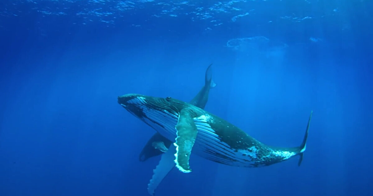 Humpback Whale Songs & the Search for Alien Intelligence… | Templeton ...